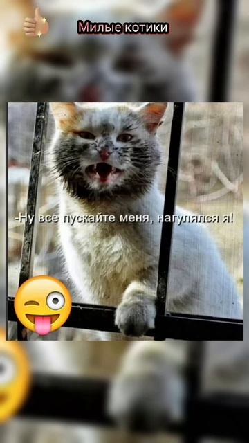 Смешные котики, ну очень милые 👍😻#котики #топ
