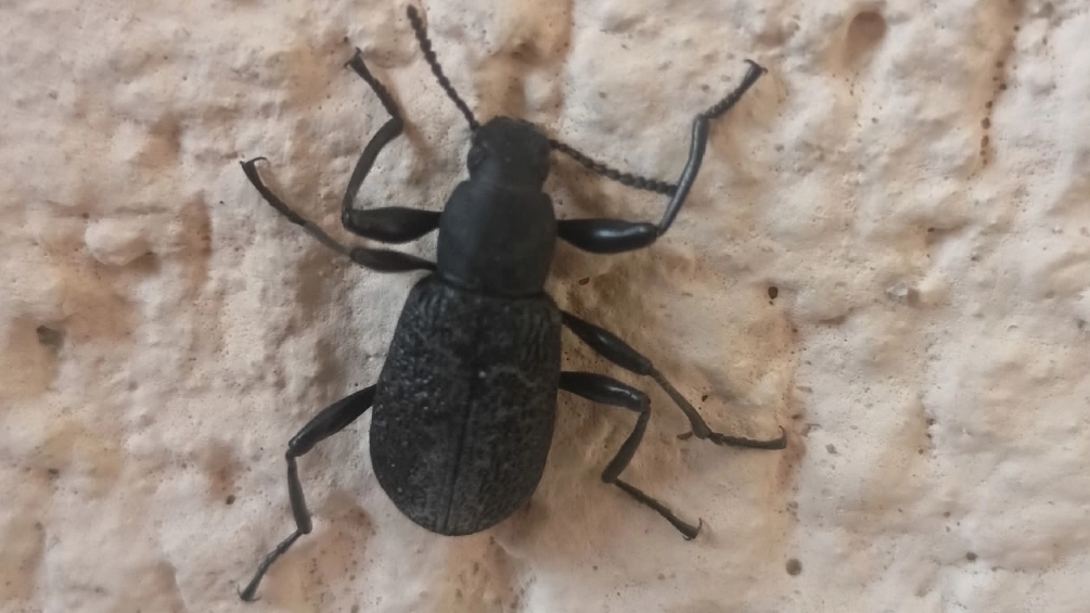 Спас Жука Чернотелки