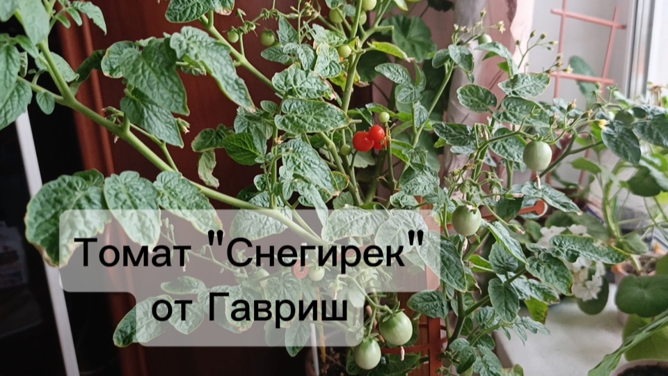 Горшечный томат Снегирёк