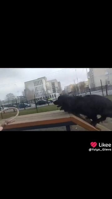 Наша девочка 🐶