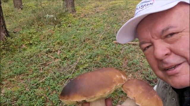 Сбор белых грибов в Польше. Prawdziwki