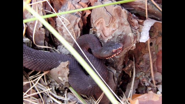 В лесу (слайдшоу)