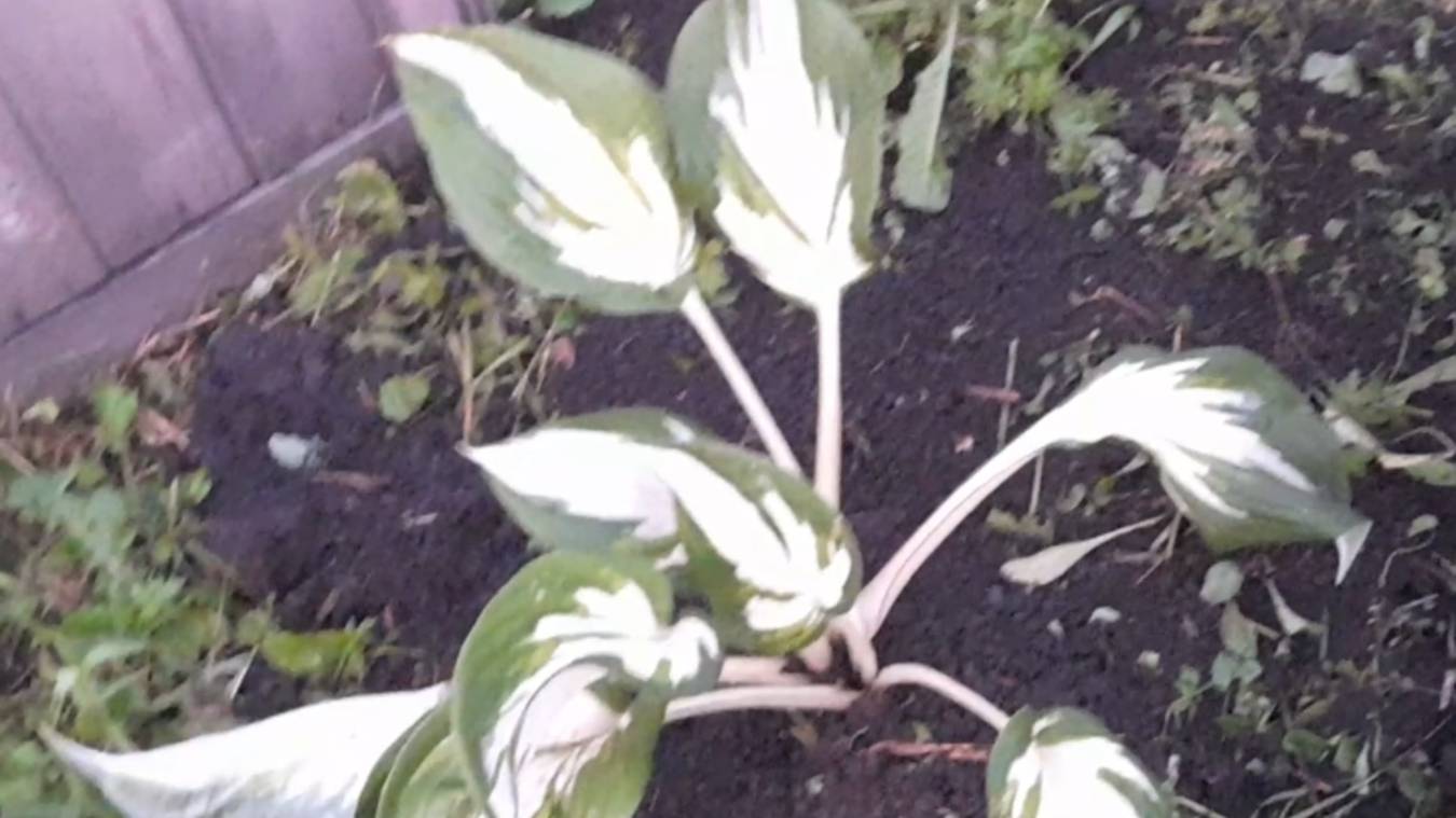 20250724_212825 Собираю цветник из многолетников. Хоста – покупка дня