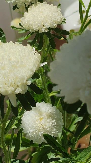 Выращивание астры
#SHORTS