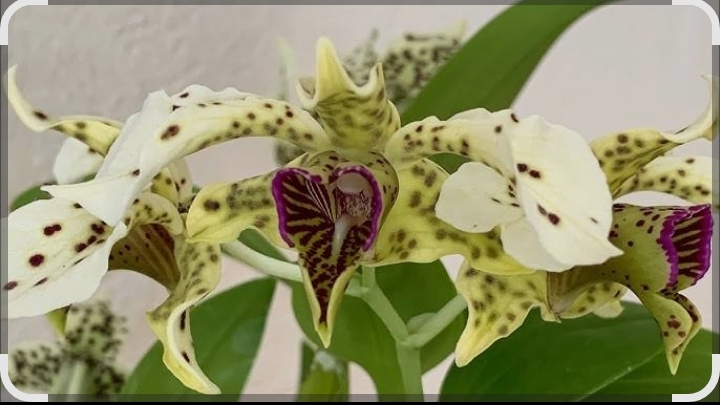 П-2.Ч-14. Дендробиум Normabynse через 113 дней после получения. Реанимация дендробиума без корней