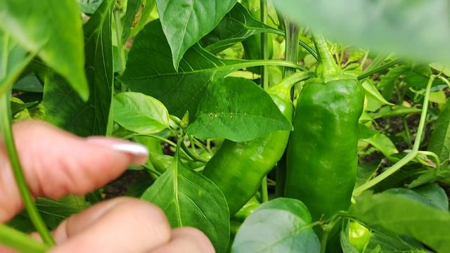 Результаты выращивания гибрида сладкого перца Жёлтая капия от агрофирмы Партнео