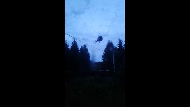 УНИКАЛЬНОЕ ВИДЕО! ПАУК плетет сеть, работая лапками музыка Action Movie видео Татьяна Талызина