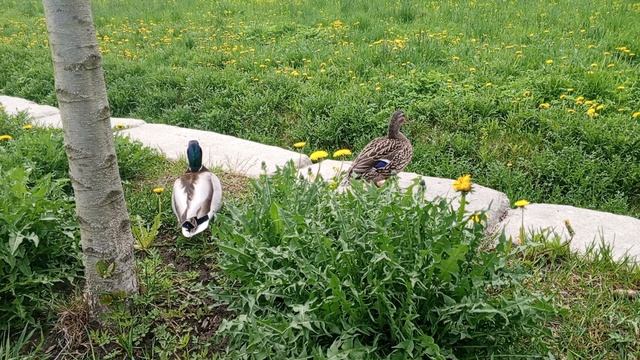 Пара уток в парке Монрепо.