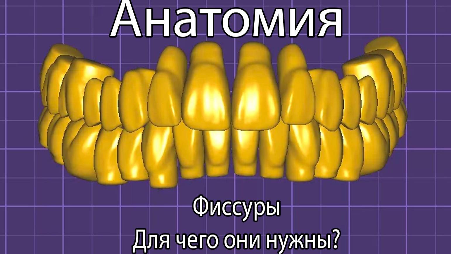 Фиссуры. Для чего они нужны?