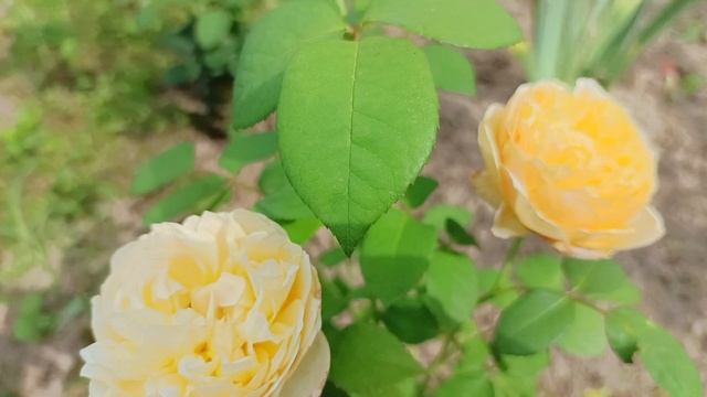 Розы в моём саду. 24.07.2025.