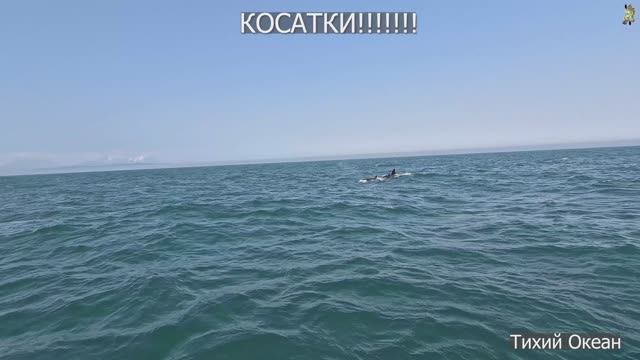 Косатки/Тихоокеанские косатки/Камчатка