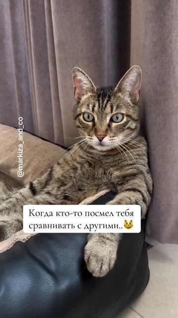 кот с завышенным чсв