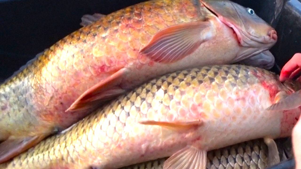 БИТВА С МОНСТРАМИ!!!! ГНУТ ДО ВОДЫ - БРЫЗГИ И ТРЕСК! Рыбалка на крупного сазана