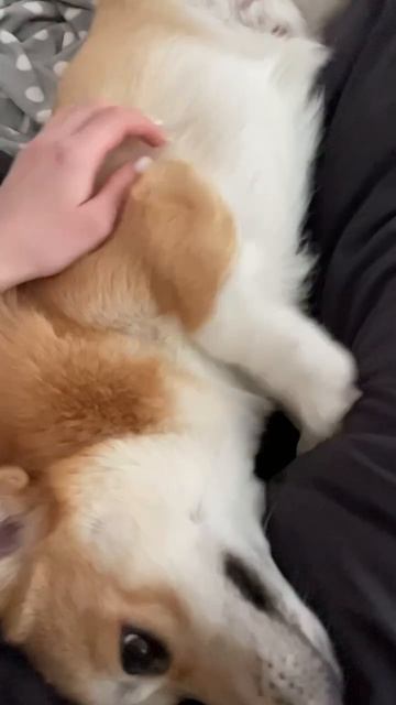 Бублик кайфует.