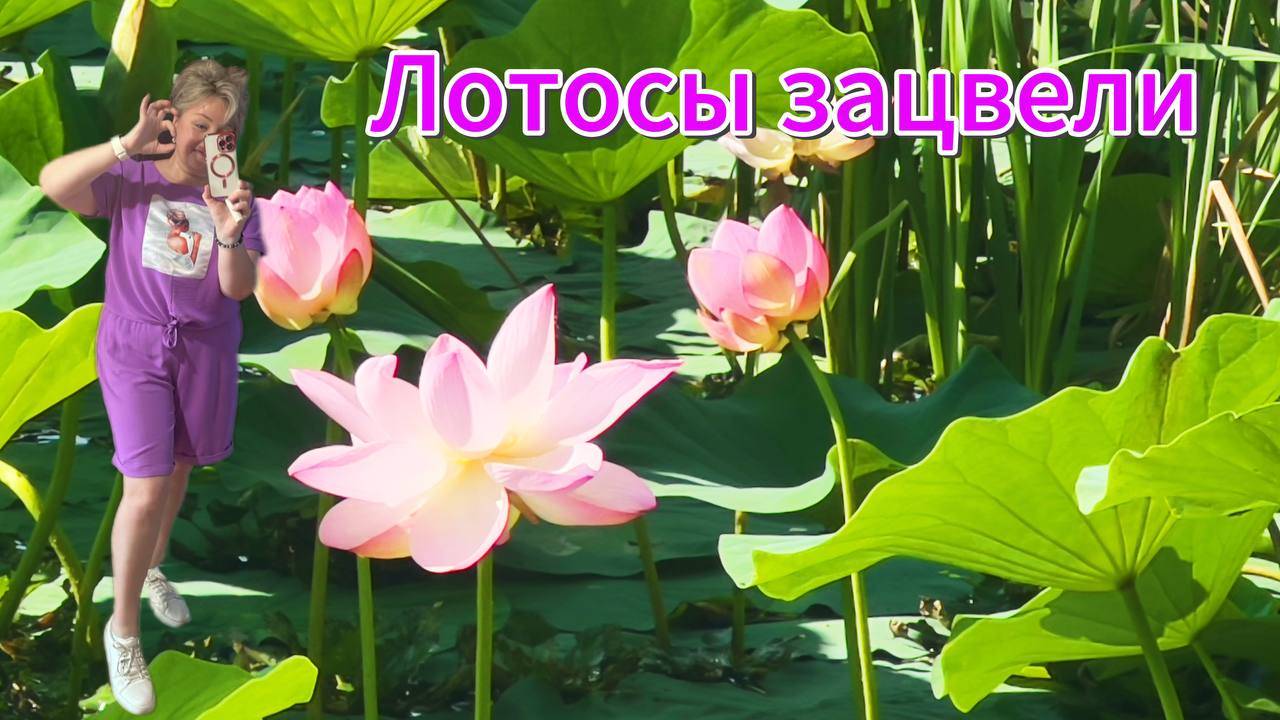 Лотосы зацвели. г.Партизанск. озеро Порода. второй год красота радует жителей.