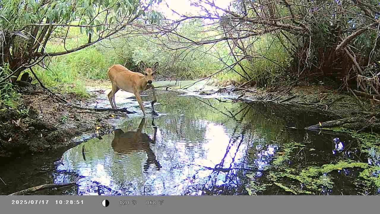 МНОГО НОВЫХ КРАСИВЫХ КАДРОВ НА ФОТОЛОВУШКЕ!!!