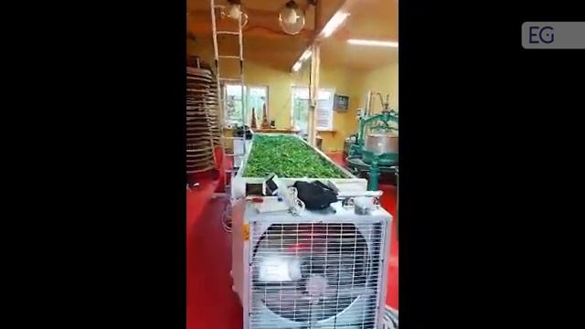 Машина для завяливания чая DL-6CWD-580