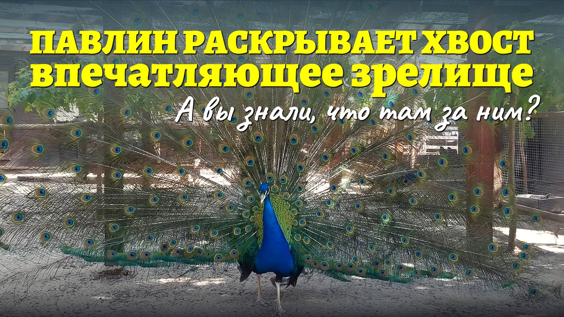 Павлин распускает хвост прямо перед нами. А знаете, что скрывается под ним?