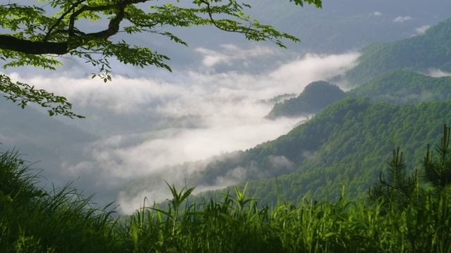 ☀️ Красивые летние сцены