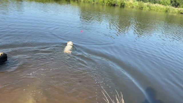 Джек рассел терьер плавает и играет