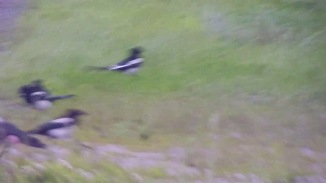 Вороны Сороки 0