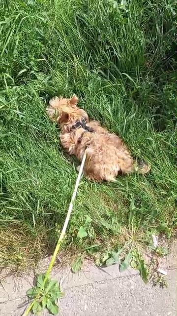 Ляля. Второй день на улице.