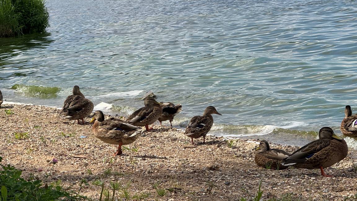 Утренняя прогулка с Джеком