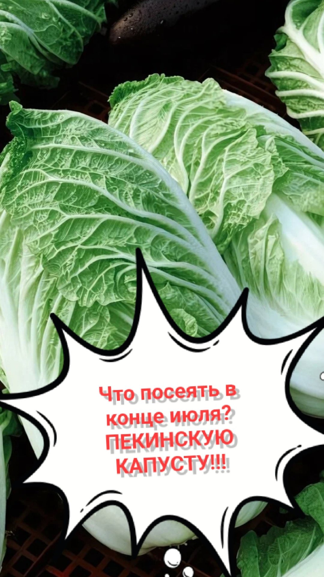 Срочно сейте пекинскую капусту - в конце июля, самое время!