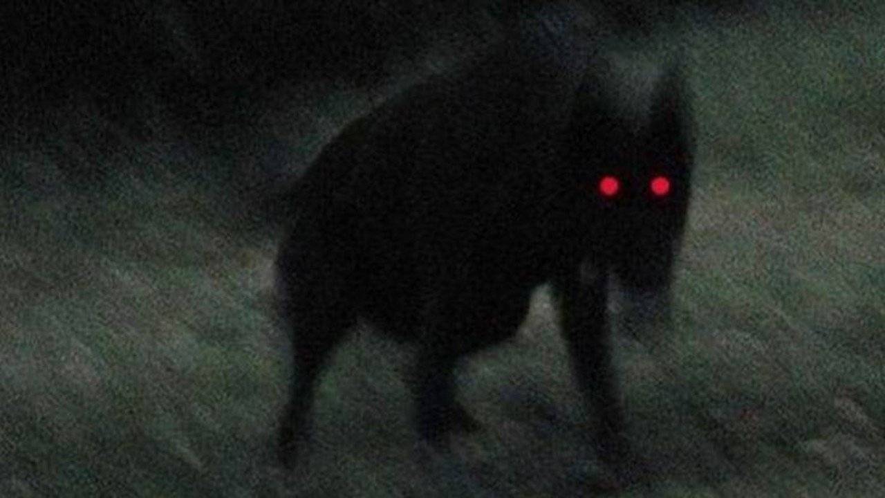 Легенда о Черном Шаке