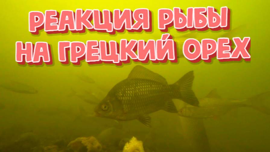 Реакция рыбы на Грецкий орех ( подводная съемка)