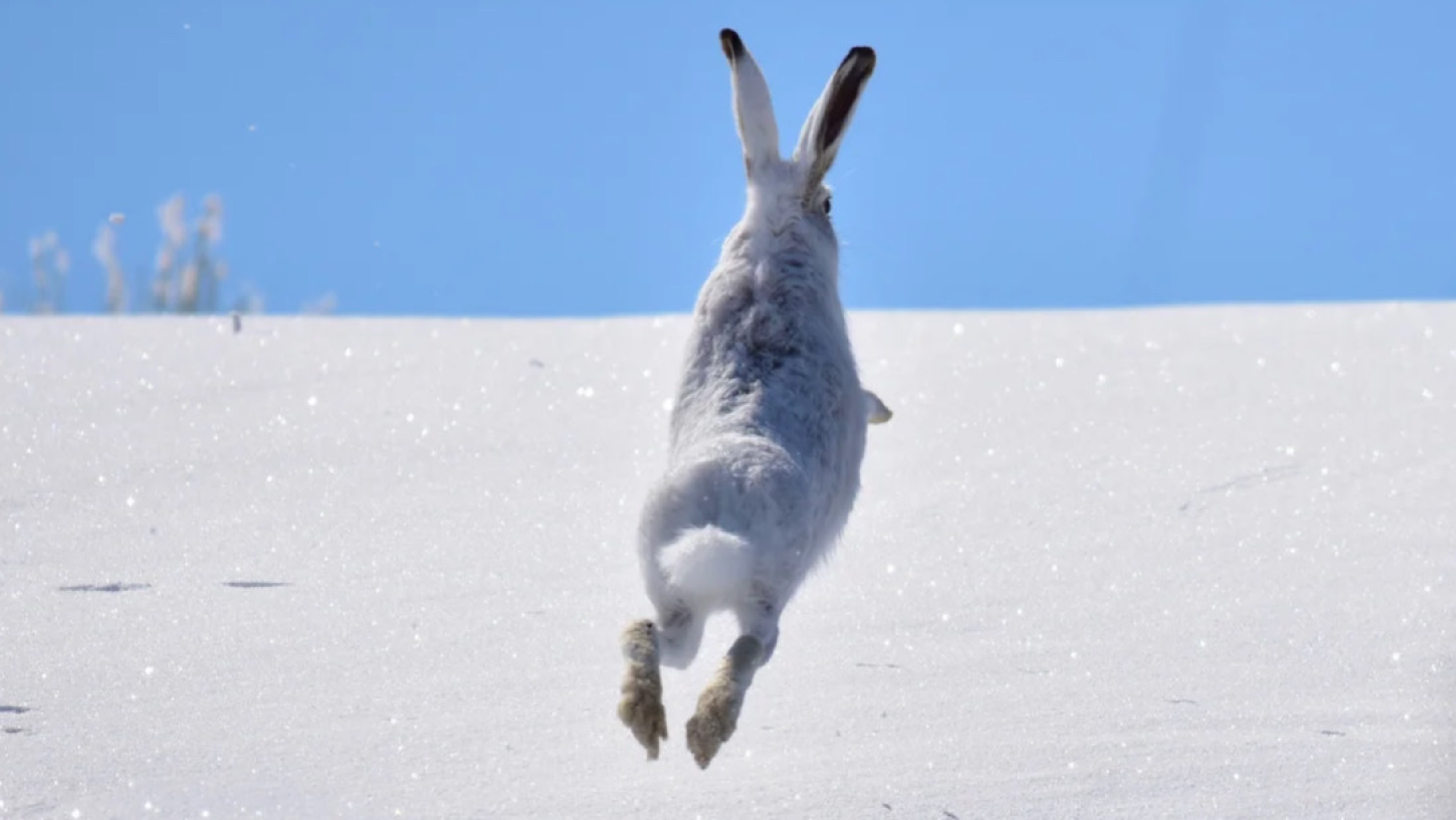 Константин Бальмонт. Стихи о зайце. Первозимье