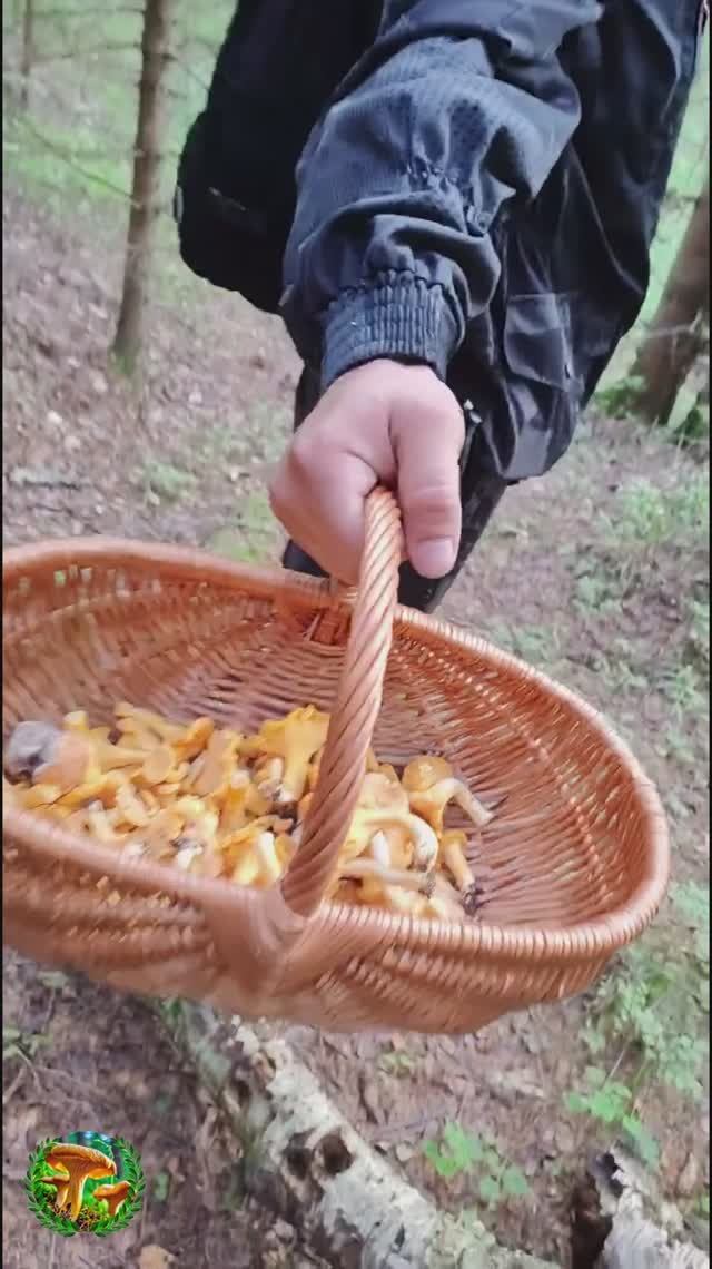 Ходим-бродим и грибы находим)