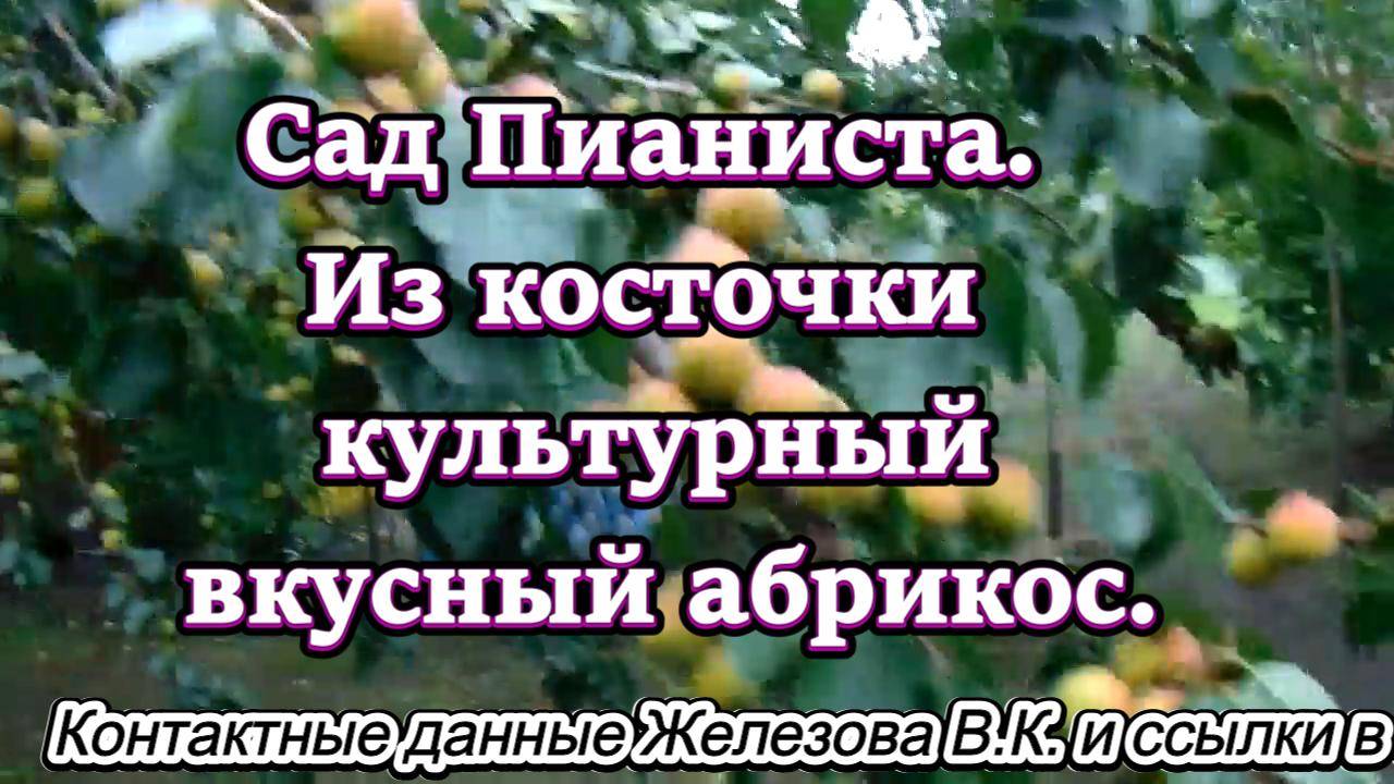 Сад Пианиста. Из косточки культурный вкусный абрикос.