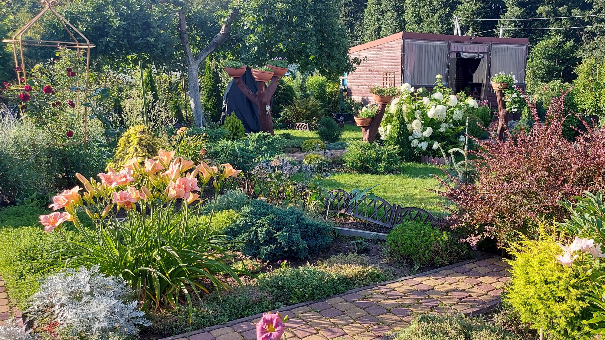 Можжевельники  в моем саду. Польза и красота. Устойчивость и неприхотливость🌲🌞💚#любимаядача