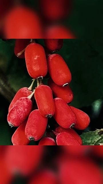 ФотоЭксперимент 1: красный цвет