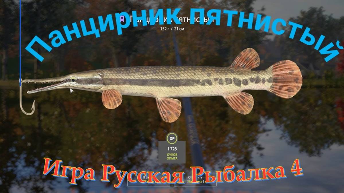Панцирник пятнистый, точка, координаты ловли, на что клюет, сборка снасти, игра Русская рыбалка 4