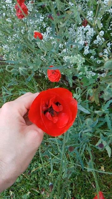 маки цветут