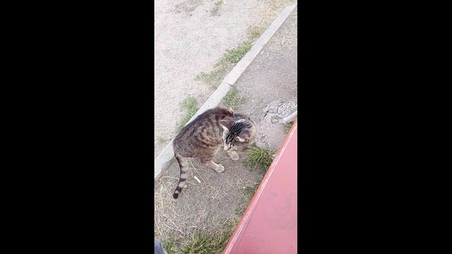 Кормлю кошку