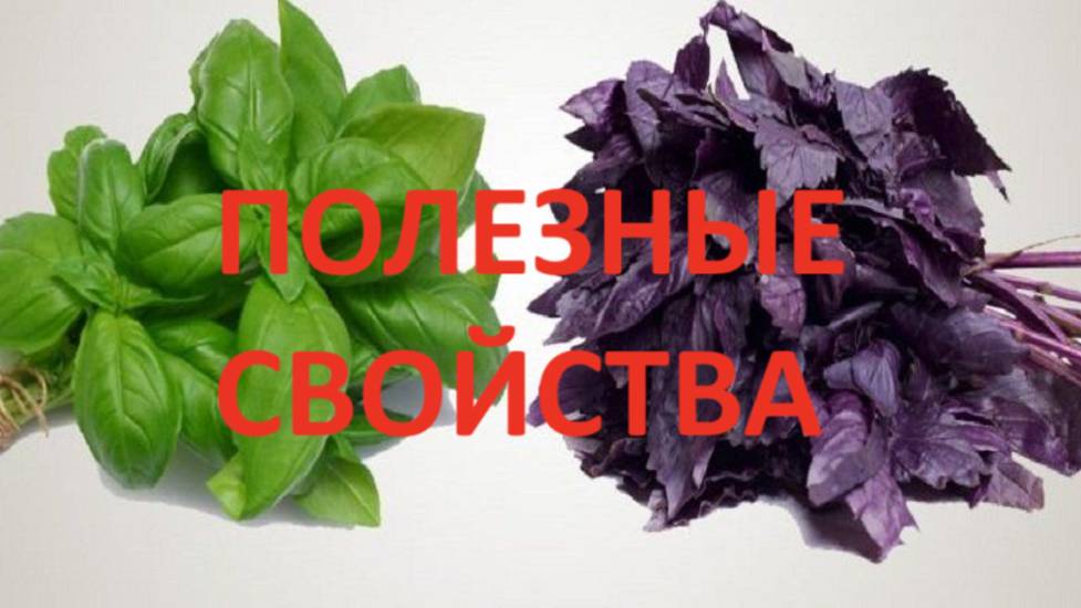 Базилик-чем полезен?