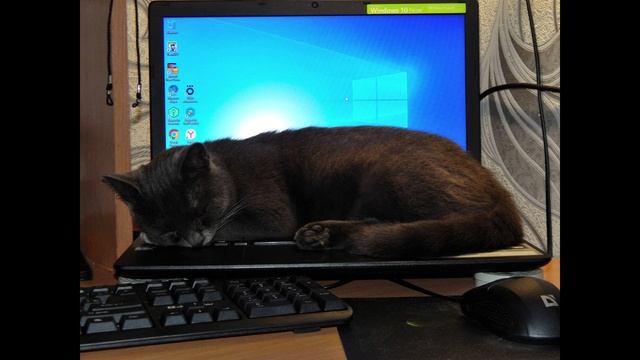 Кошка Мыфка спит(слайдшоу)