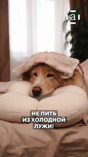 Собака боится врача, громких звуков или машин? 
Смотрите видео и выбирайте спокойствие.