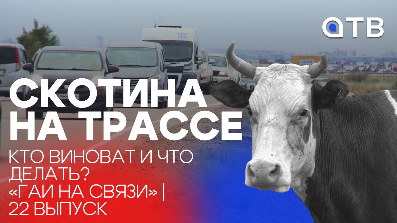 СКОТИНА НА ТРАССЕ. Кто виноват и что делать? «ГАИ на связи» | 22 выпуск