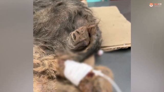 Её вышвырнули из машины, она жила в аду _ Но потом начались чудеса...