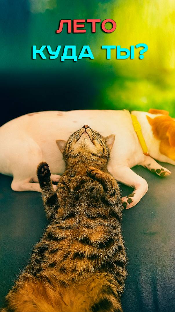 Как же быстро пол лета пролетело #домуреки #жизньвдеревне #птицеводство #домашнеехозяйство