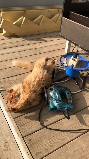 Наш помощник кот Альф