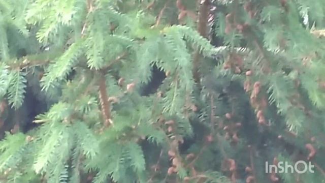 Как бананы на пальме