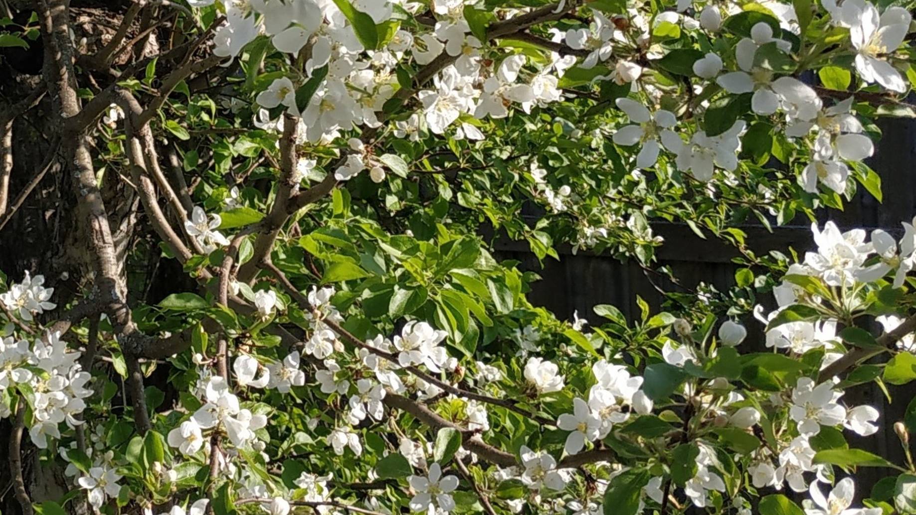 Лето 2025 . Ирга- укрываем, собираем и  обрезаем.