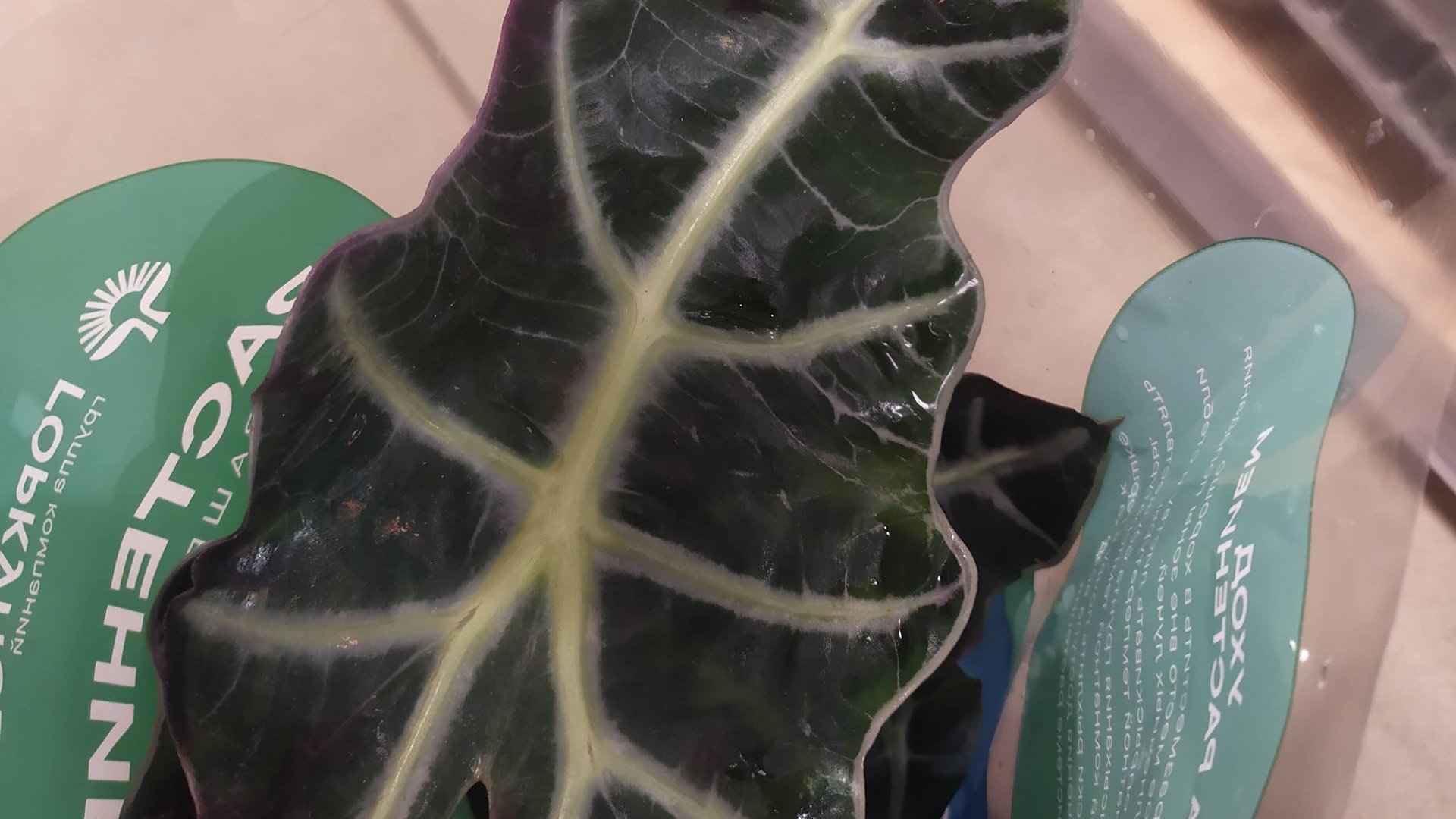 Спасаю алоказию полли