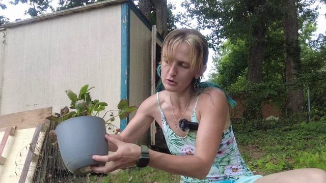 Saving My Strawberries 🍓 | From Bugs to Drought – My Garden Struggles