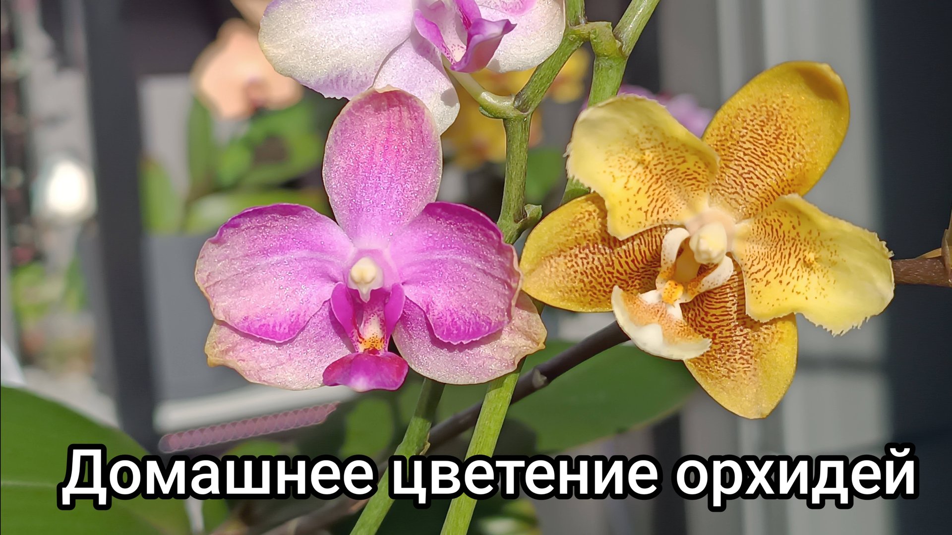 Новые РОСПУСКИ ОРХИДЕЙ 😍😍😍 #орхидеи